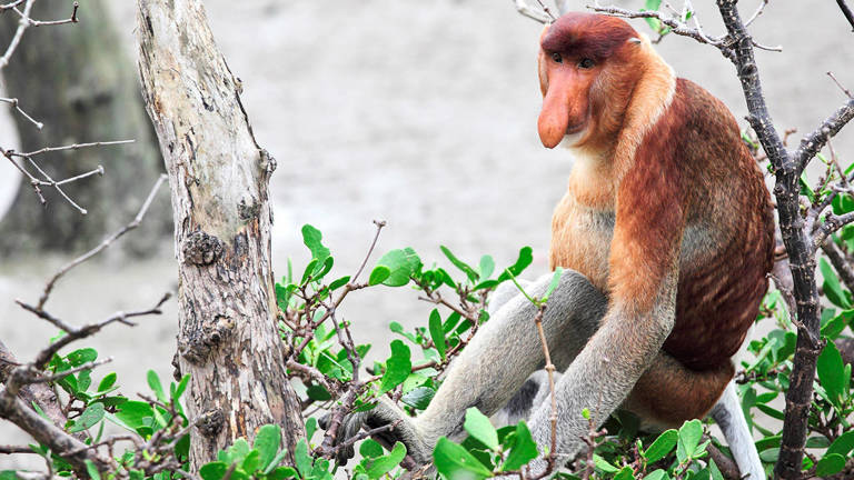 Primates - Qué son los primates y cuáles son sus características