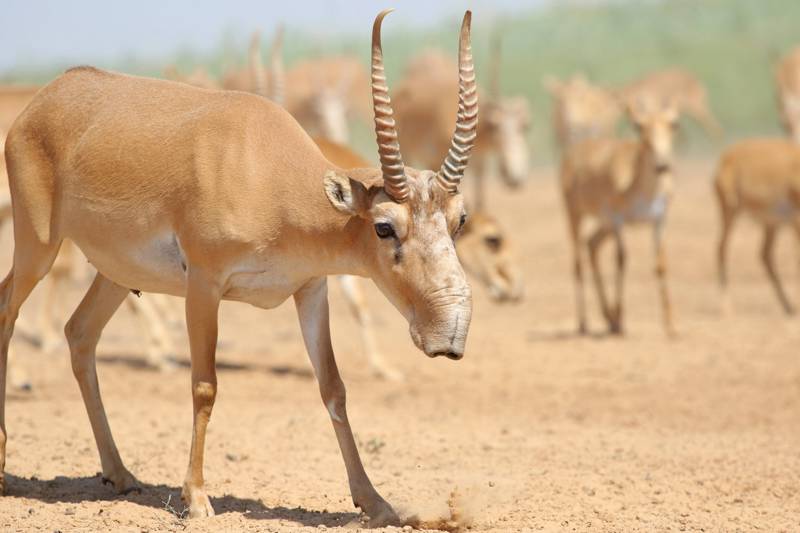 Buenas noticias: estos dos antílopes ya no están tan amenazados