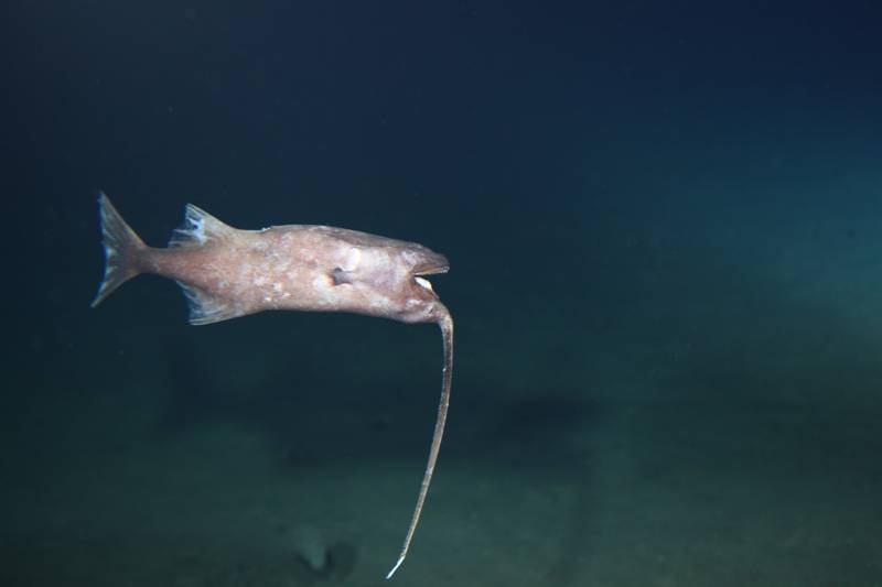 Peces que nadan boca arriba