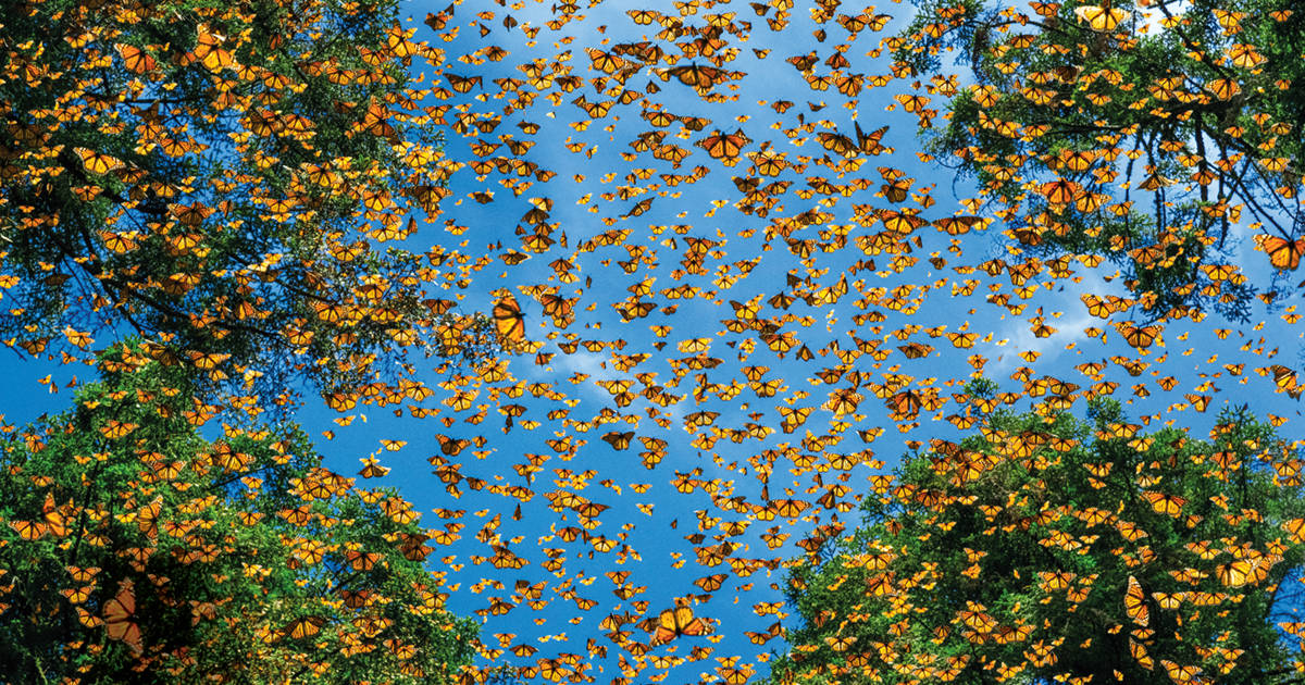 Mariposas monarca: el viaje más peligroso y extraordinario