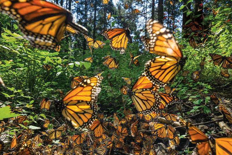 Mariposas monarca: el viaje más peligroso y extraordinario