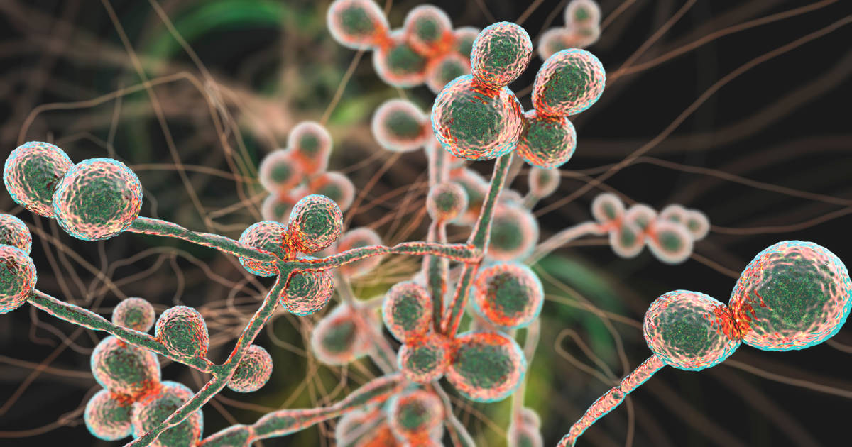 ¿Qué es la Candida parapsilosis y cómo se trata?