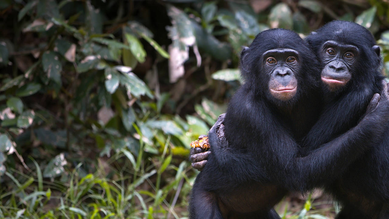 Simios - Fotos, curiosidades y todo lo que debes saber sobre los simios