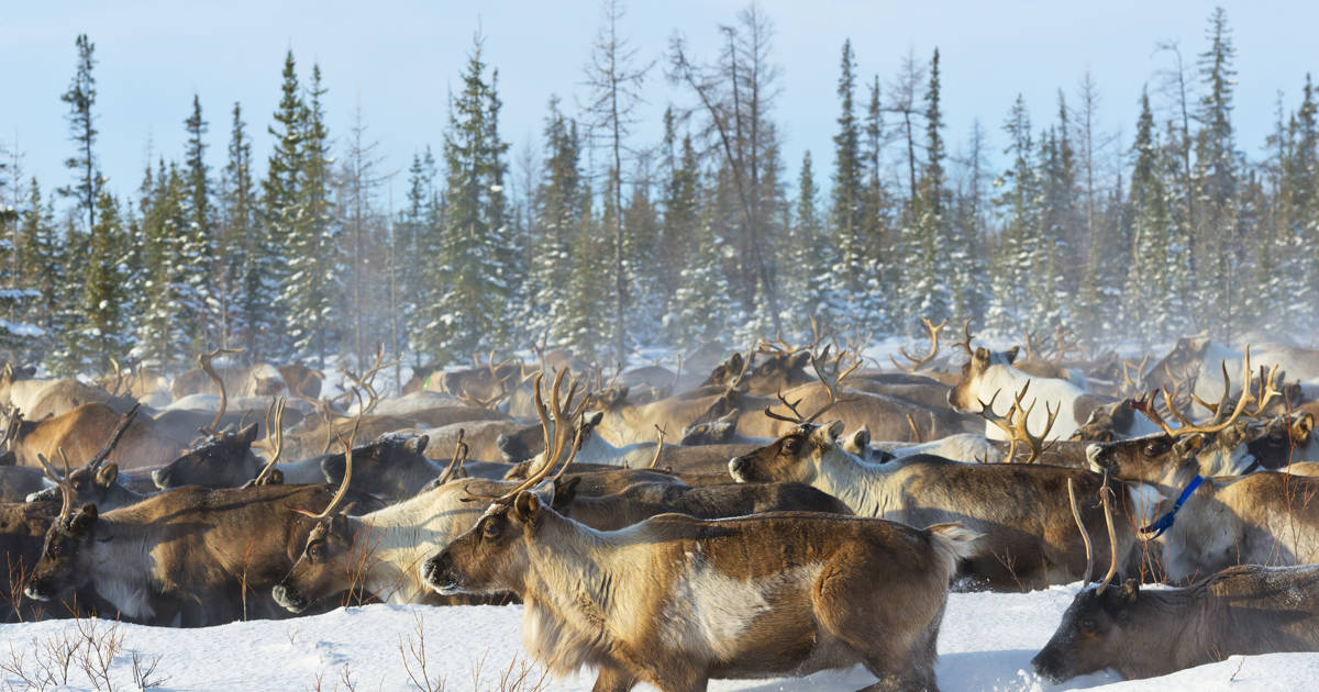 Los renos tienen calefacción integrada y visión ultravioleta