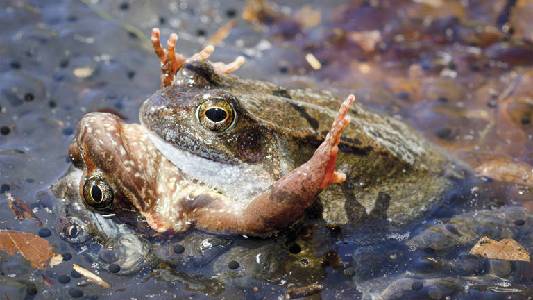 Ranas - Fotos, qué comen y cuáles son venenosas