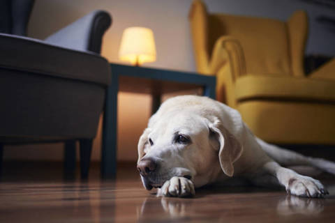 ¿Los perros son capaces de entender la muerte?