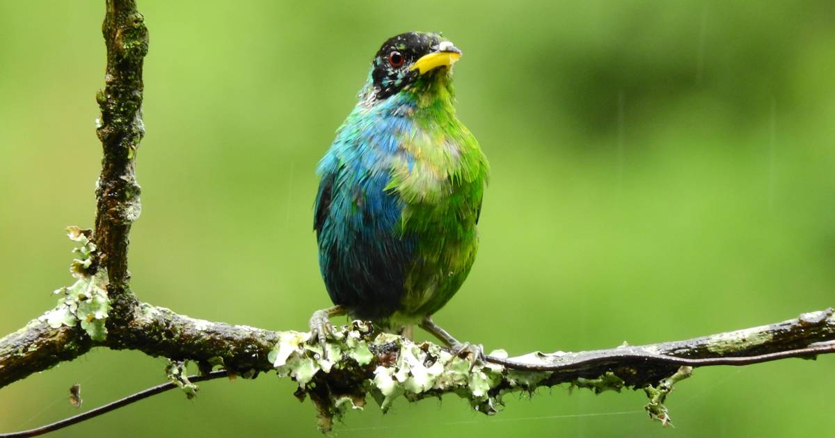 Extraña ave presenta mitad del plumaje verde y mitad azul, ¿qué significa?