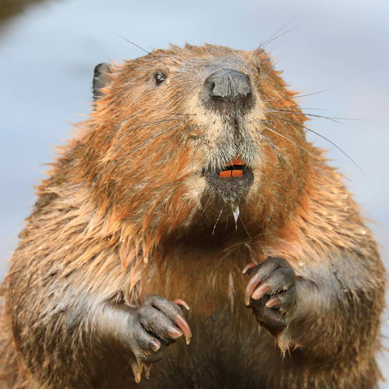 Tras siglos de ausencia, los castores vuelven al río Tajo