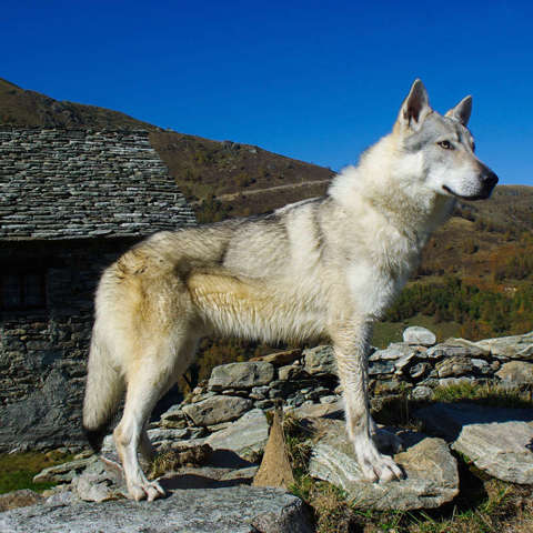 Perros - Fotos, razas, curiosidades y lo que tienes que saber