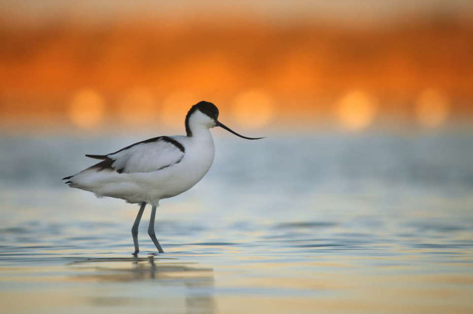 Avoceta en aguas azules y doradas: desmontando una fotografía