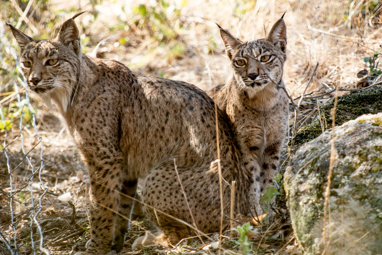 Lince ibérico: esta es la historia desconocida de su hibridación con el ...