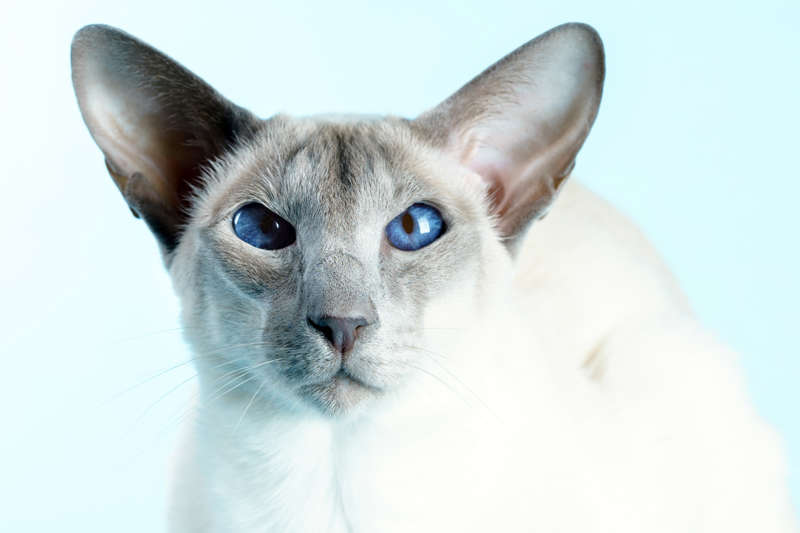 Hoy vas a aprender genética gracias a estos gatos