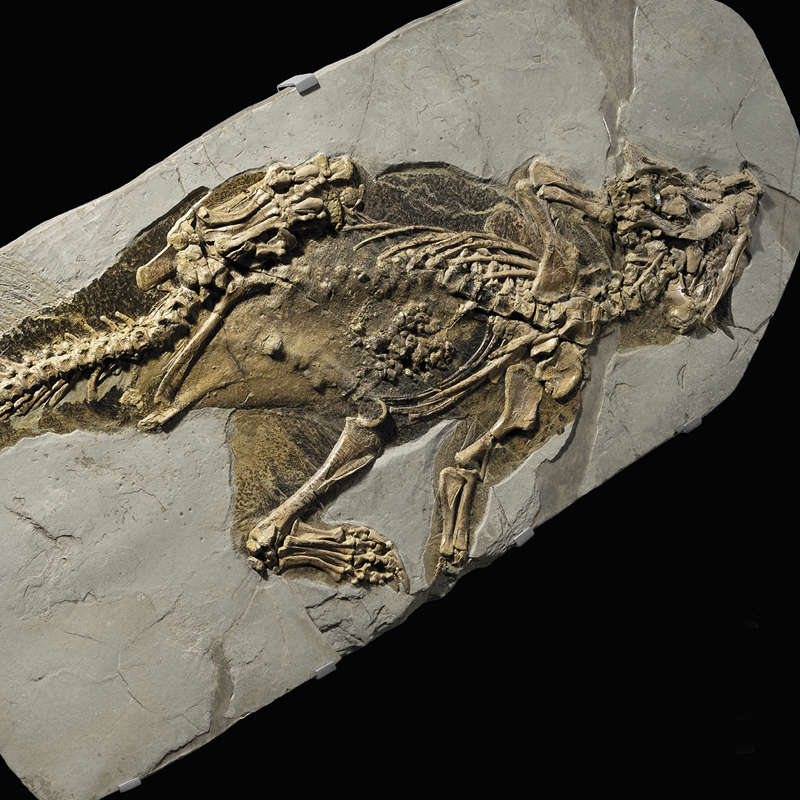 Reportajes y fotografías de Fósiles en National Geographic