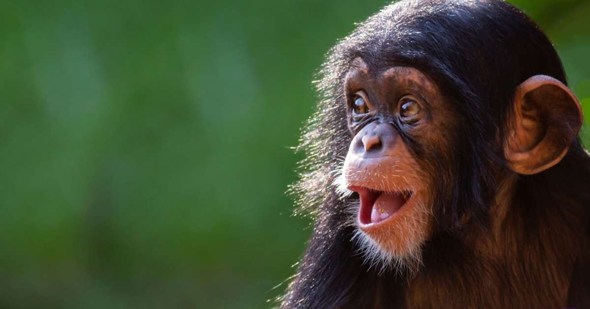Grandes simios: todo lo que compartimos con nuestros parientes más cercanos