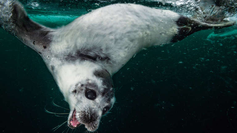 Reportajes y fotografías de Hielo en National Geographic