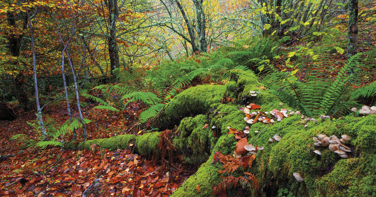 La Naturaleza debe mandar más