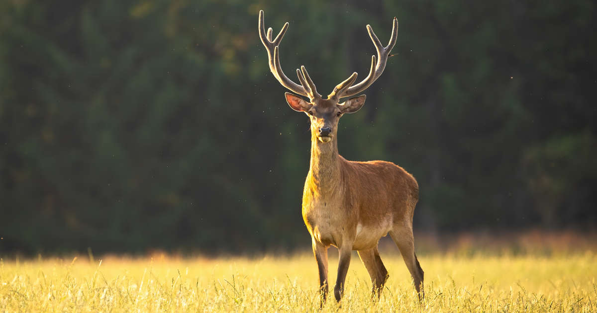 Vídeo de Frank Cuesta: ¿Qué hago si un ciervo me ataca?
