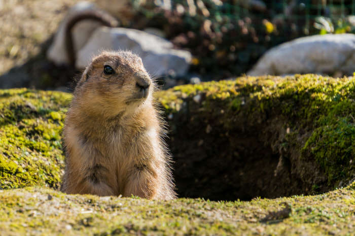 Día de la Marmota 2025: todo sobre las marmotas, más allá de Phil
