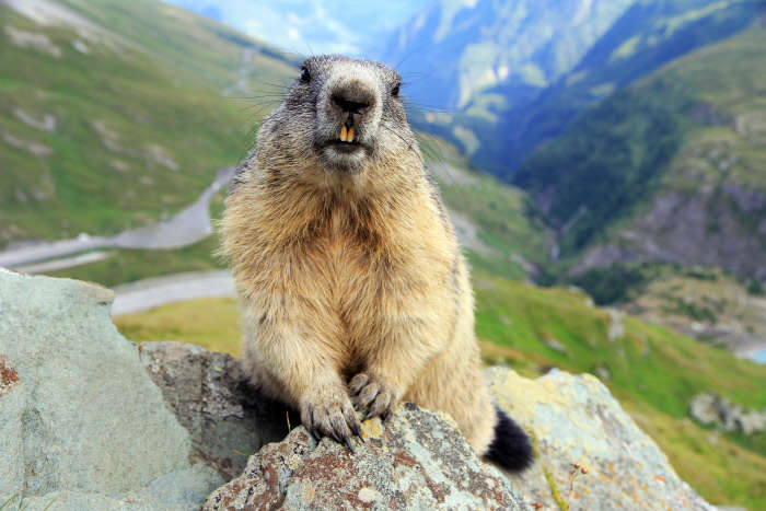 Día de la Marmota 2025: todo sobre las marmotas, más allá de Phil