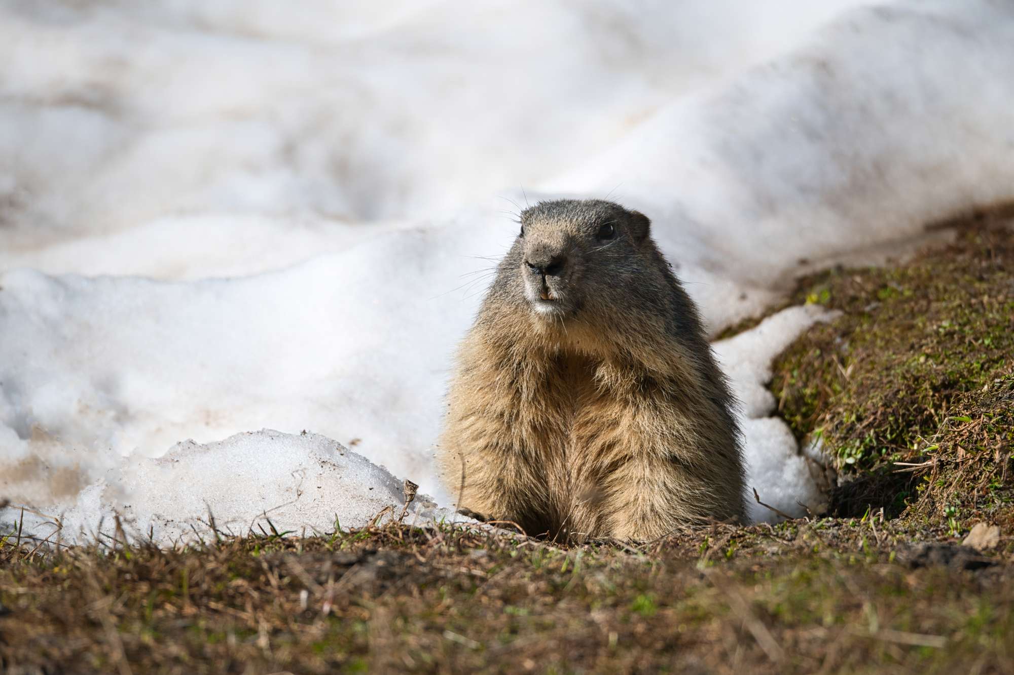 Día de la Marmota 2025: todo sobre las marmotas, más allá de Phil