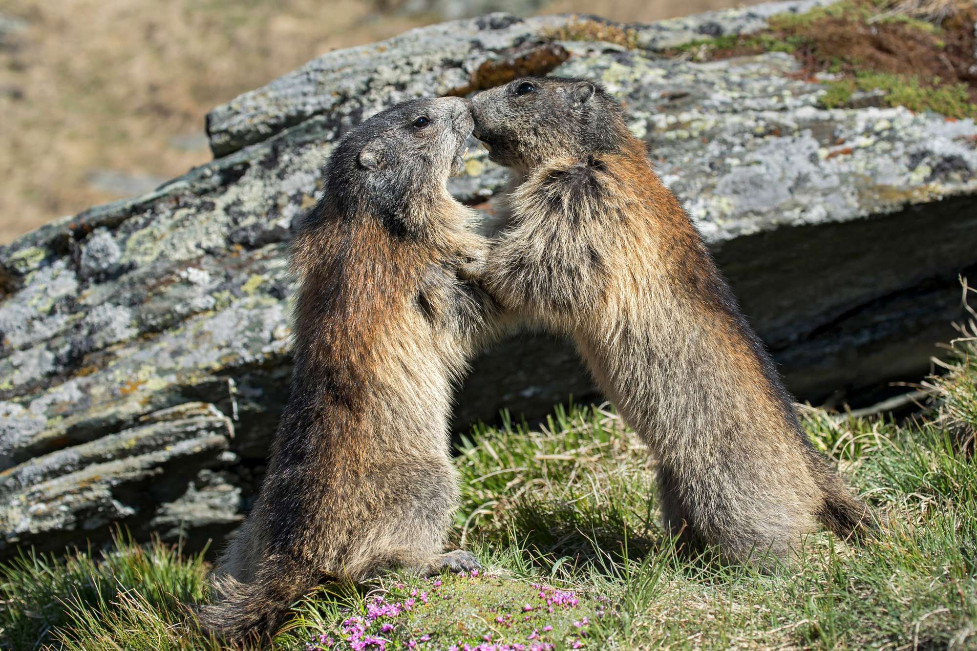 Día de la Marmota 2025: todo sobre las marmotas, más allá de Phil