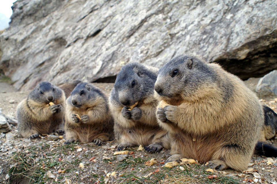 Día de la Marmota 2025: todo sobre las marmotas, más allá de Phil