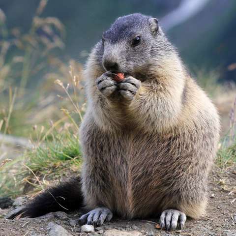 Roedores - Qué tipos de roedores hay y dónde se encuentran