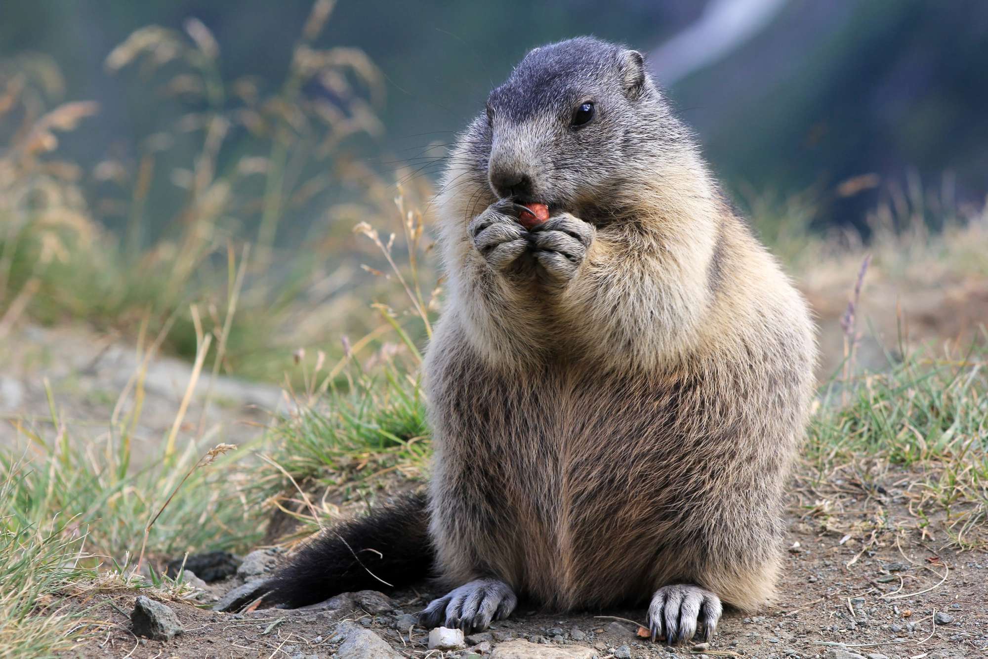 Día de la Marmota 2025: todo sobre las marmotas, más allá de Phil