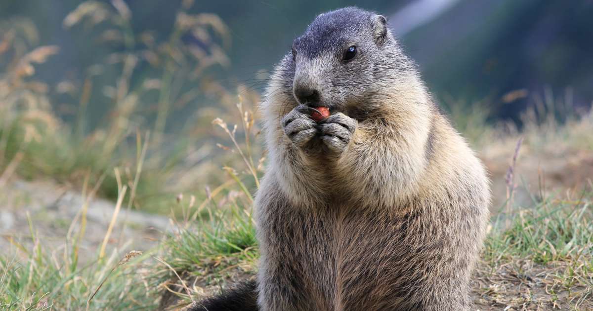 Día de la Marmota 2025: todo sobre las marmotas, más allá de Phil