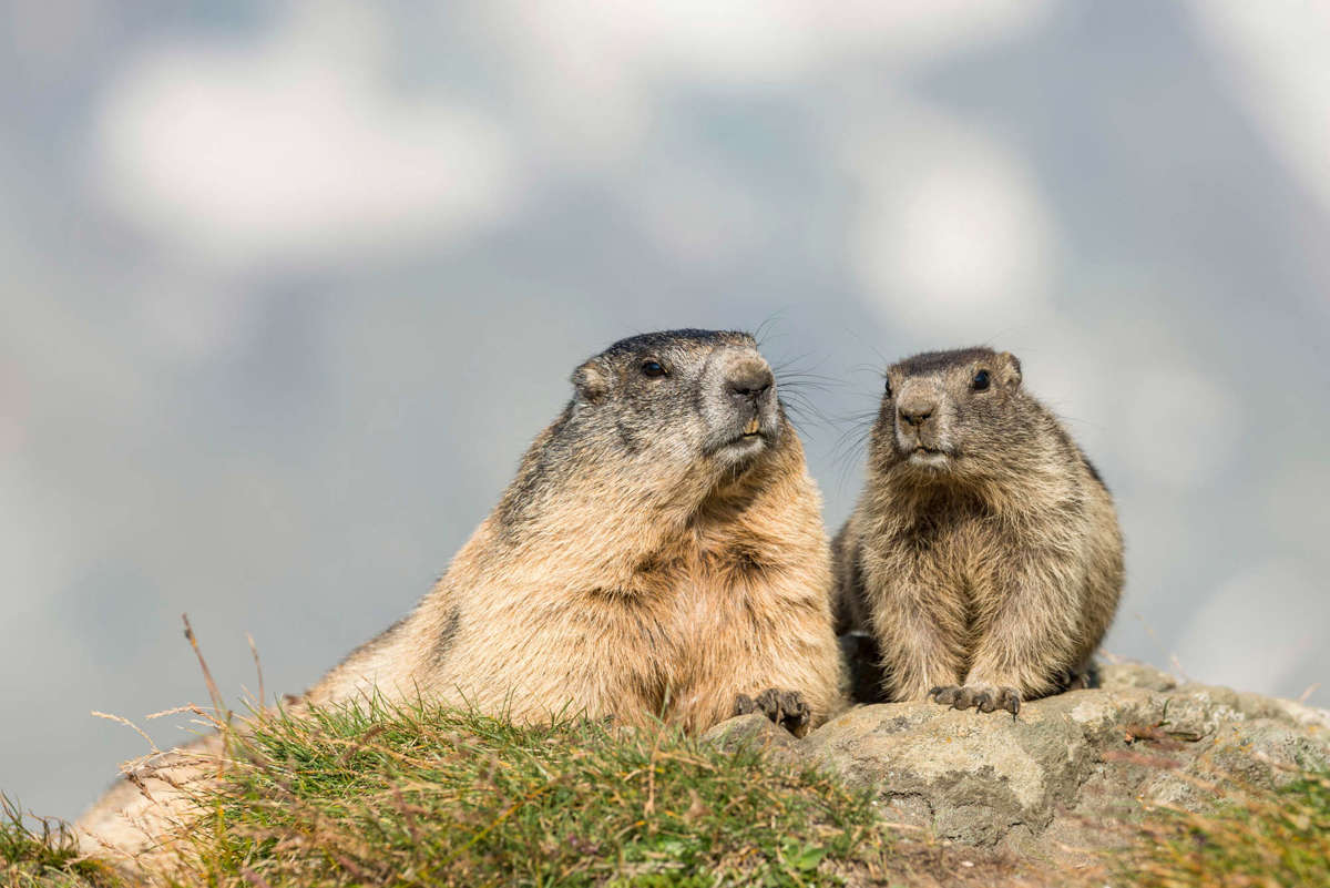 Día de la Marmota 2025: todo sobre las marmotas, más allá de Phil