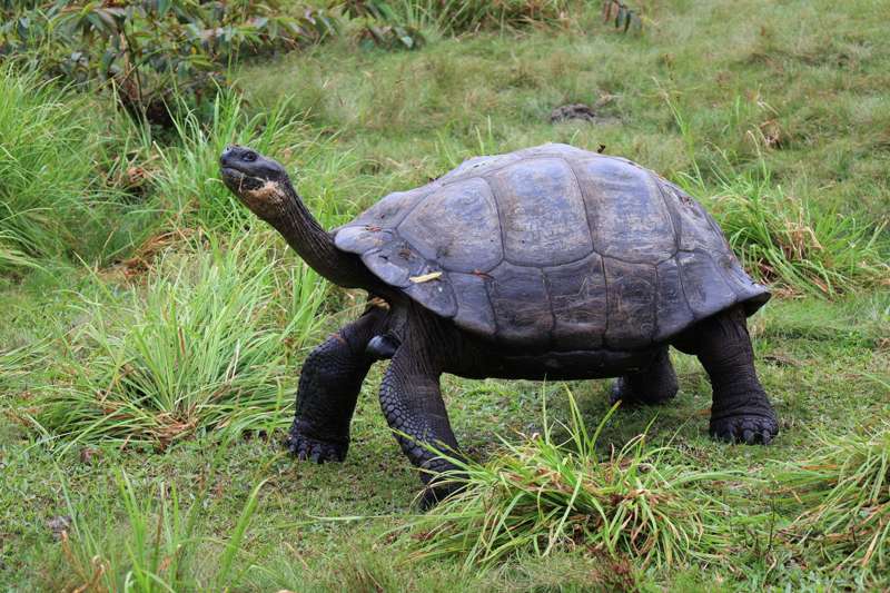 Tortuga De La Isla Hood Warum Sie Die Galapagos Inseln Besuchen