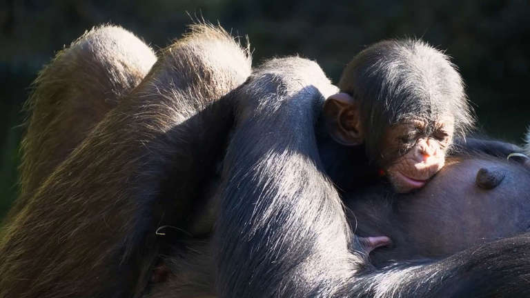 Protegiendo a los chimpancés de la extinción