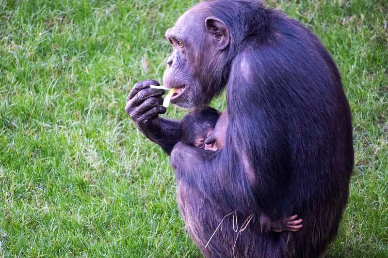 Nacen dos crías de una subespecie de chimpancé amenazada