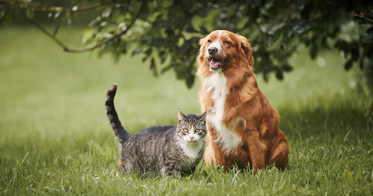 ¿Nos encariñamos más con los perros que con los gatos? Esto dicen los ...