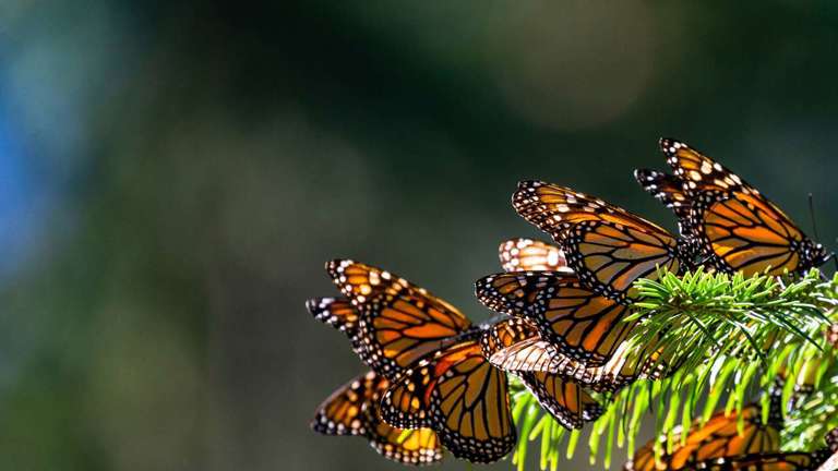 Mariposas: fotos, características y curiosidades que te sorprenderán