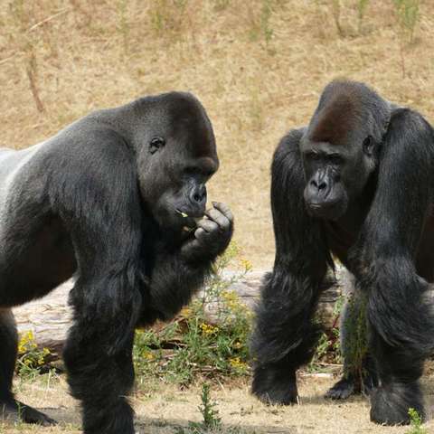Simios - Fotos, curiosidades y todo lo que debes saber sobre los simios
