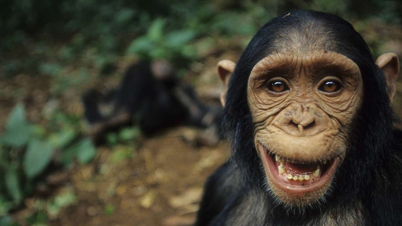 Simios - Fotos, curiosidades y todo lo que debes saber sobre los simios