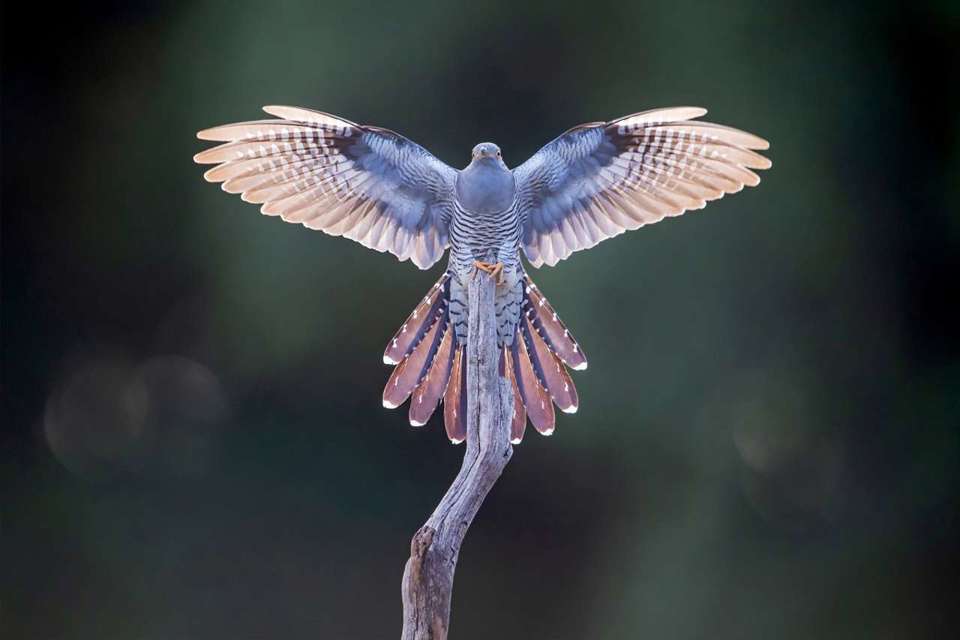 Si todos los pájaros tienen alas, ¿por qué no todos pueden volar?