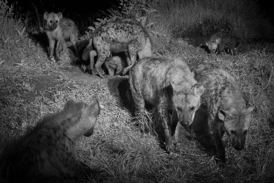 Las habilidades de las hienas: Talento cazador