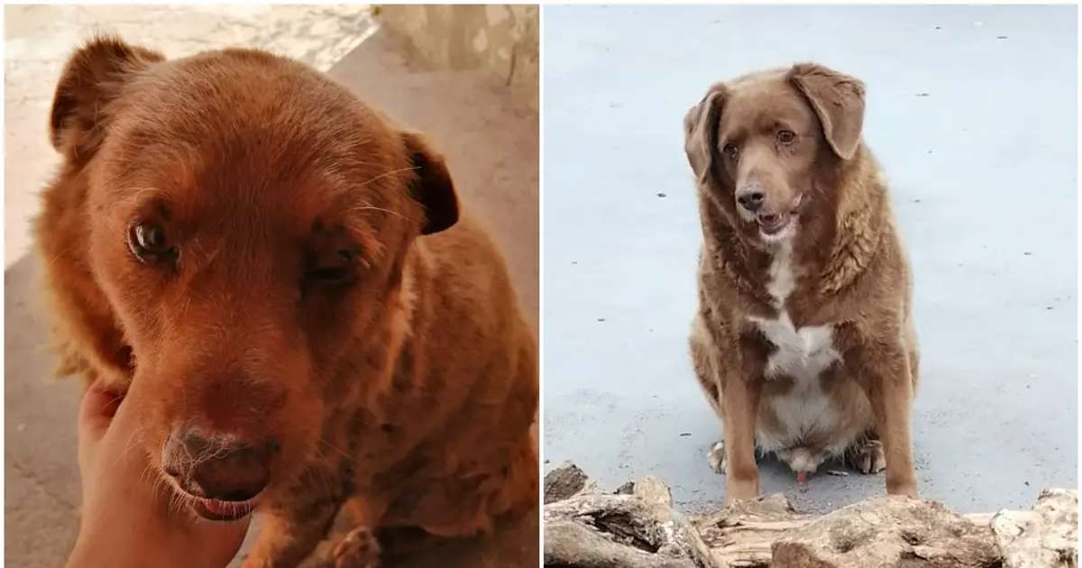 El caso de Bobi, “el perro más viejo de la historia”, da un giro inesperado