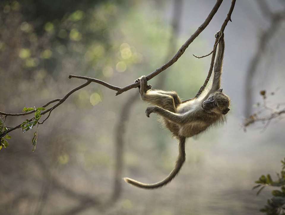 Esta es la razón evolutiva que hizo que los humanos perdiéramos la cola