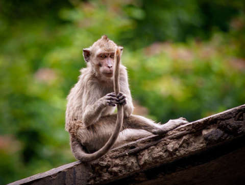 Esta es la razón evolutiva que hizo que los humanos perdiéramos la cola