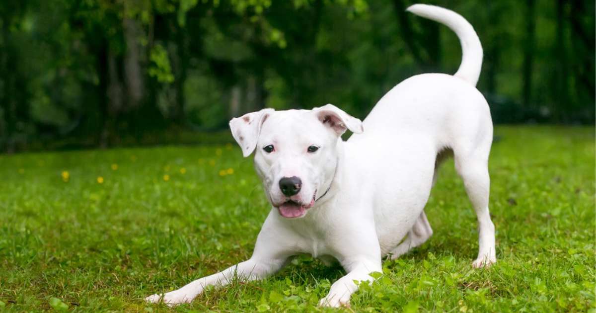 Este gesto cotidiano de los perros es una rareza en el reino animal