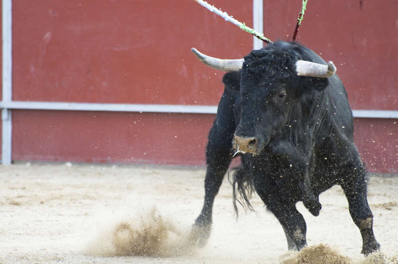 Tauromaquia: lo que ocurre en el cuerpo del toro antes de morir