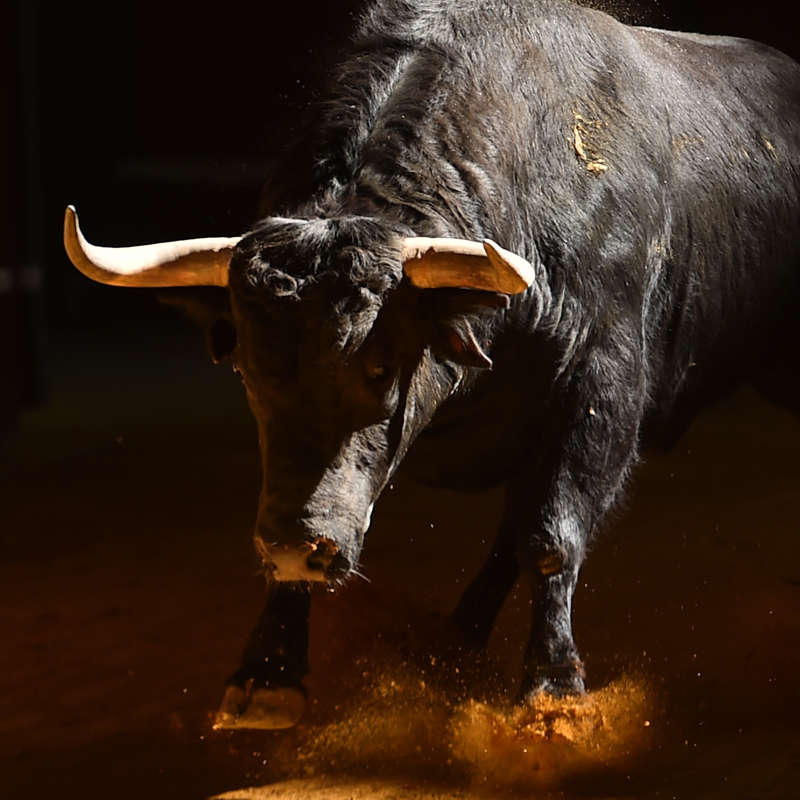 El viaje oculto de los toros en San Fermín: los machos españoles de 600 ...