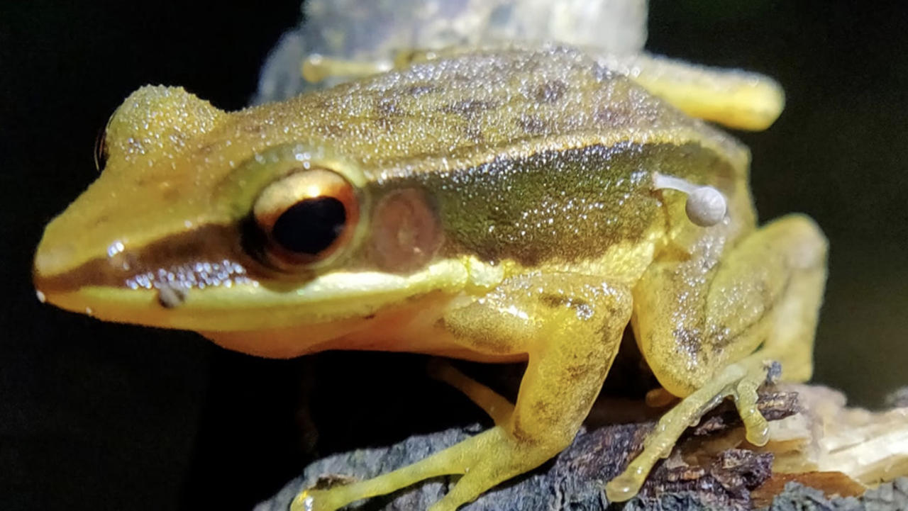 A esta rana viva le brotó una seta en la piel: ¿cuál es la razón?