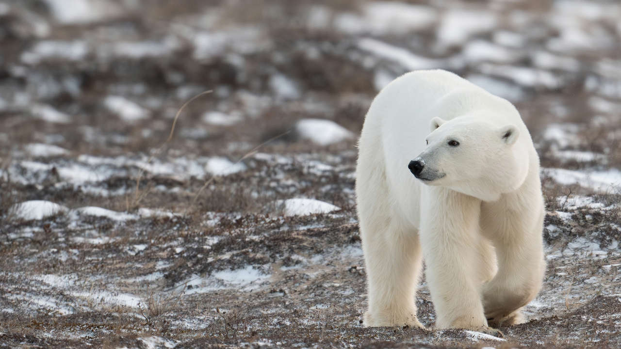 Osos polares - Dónde viven, qué comen y cuánto pesan los osos polares