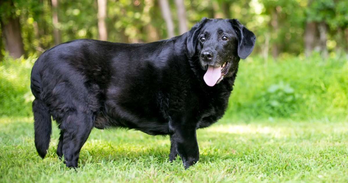 Descubren una mutación que predispone a la obesidad en ciertas razas de ...
