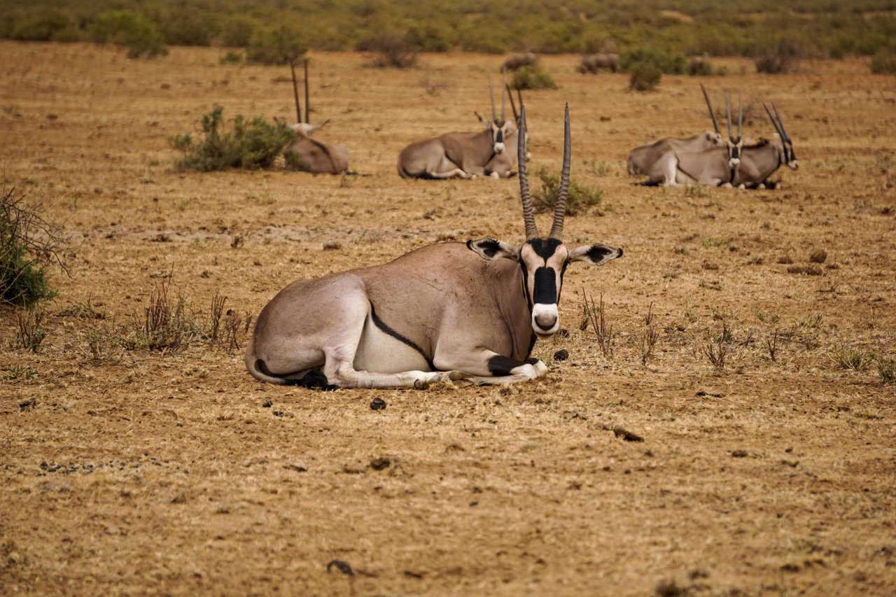 Darwin estaba equivocado: no todos los mamíferos machos son más grandes que las hembras