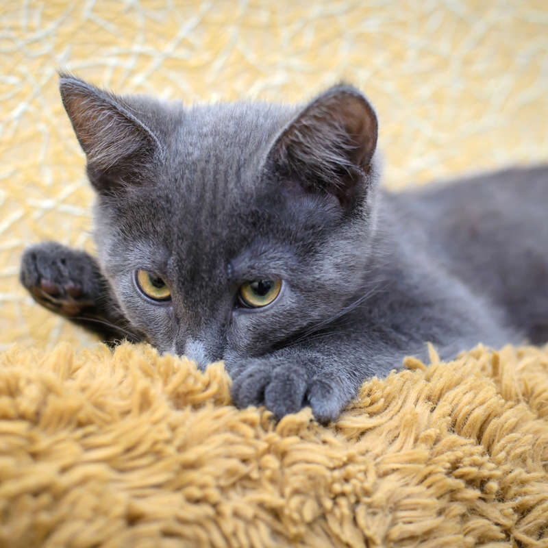 Reportajes y fotografías de Gato en National Geographic